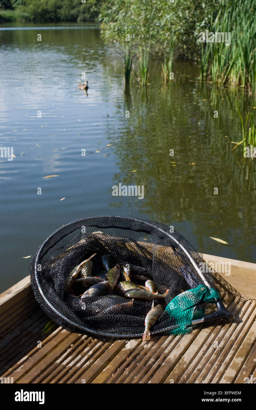 Landing net hi-res stock photography and images - Alamy