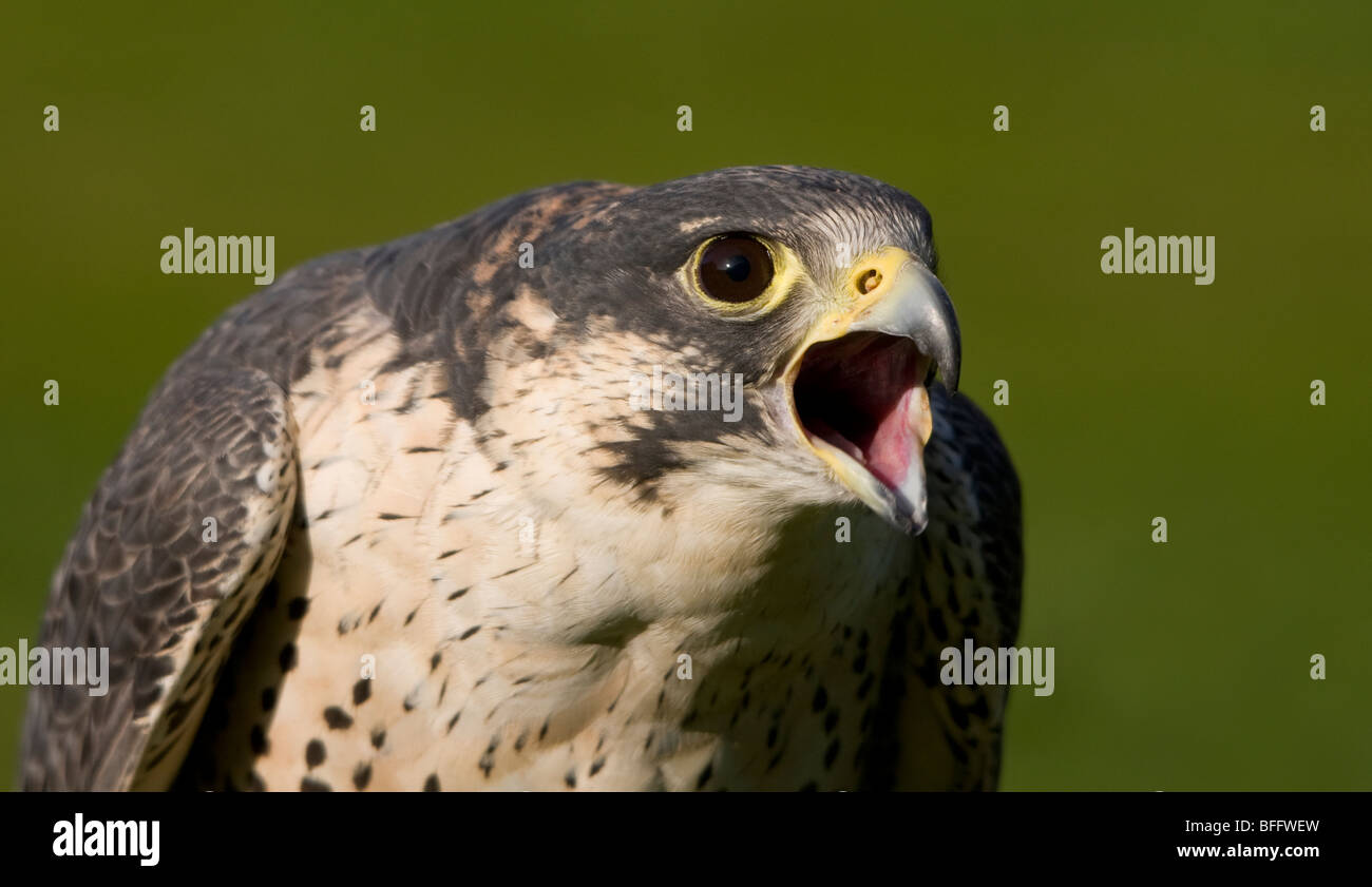 Male Peregrine/Saker Hybrid Falcon Stock Photo - Alamy