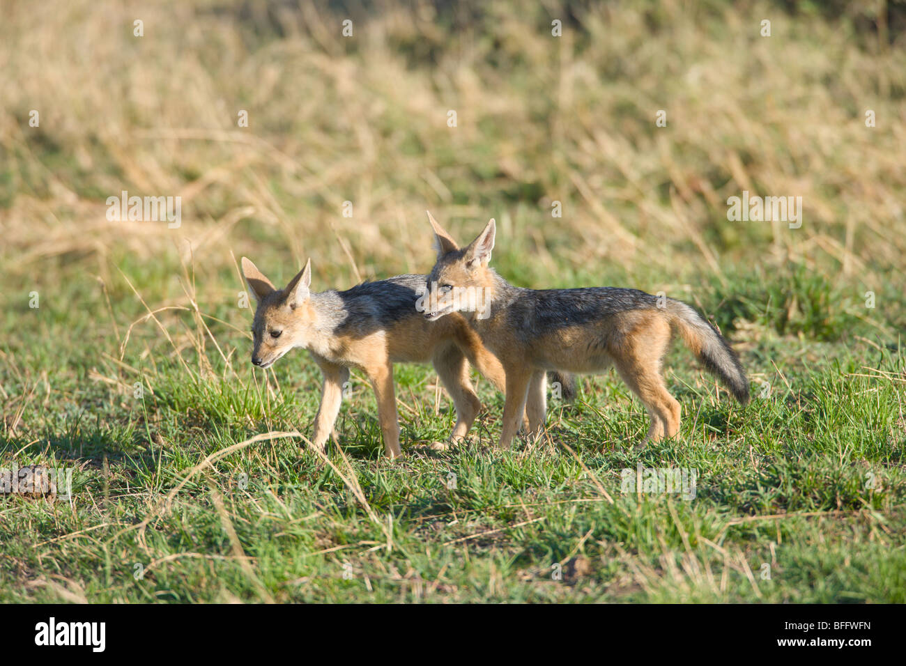 Black backed jackal pups hi-res stock photography and images - Alamy