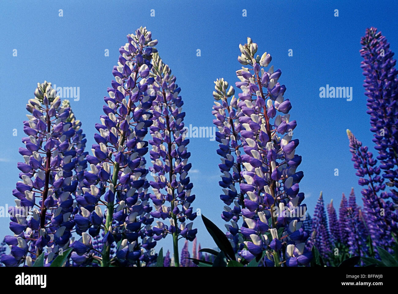Low angle view of flowering lupin plant, Seal Cove, Grand Manan Island ...