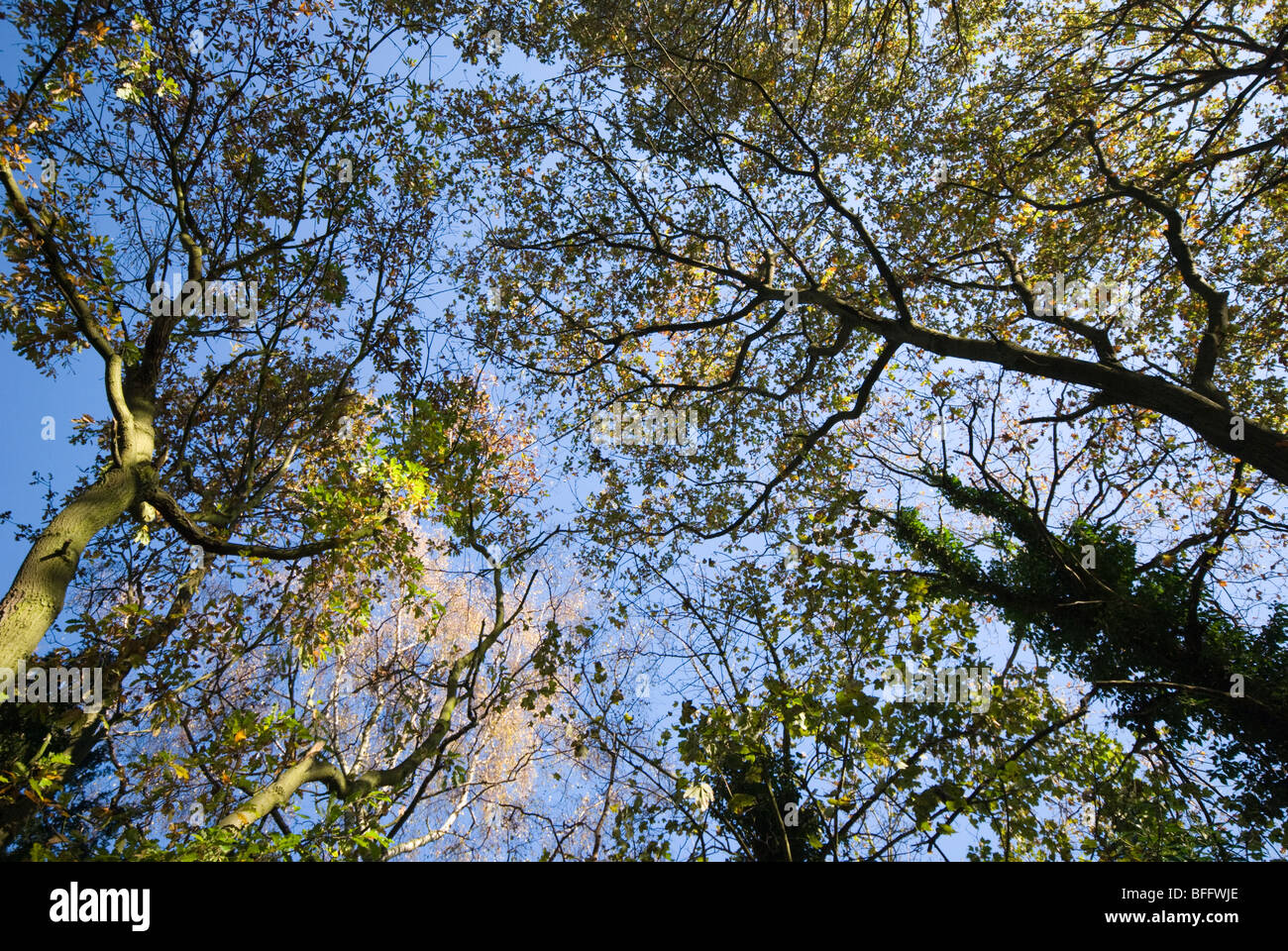 Windy tree canopy hi-res stock photography and images - Alamy