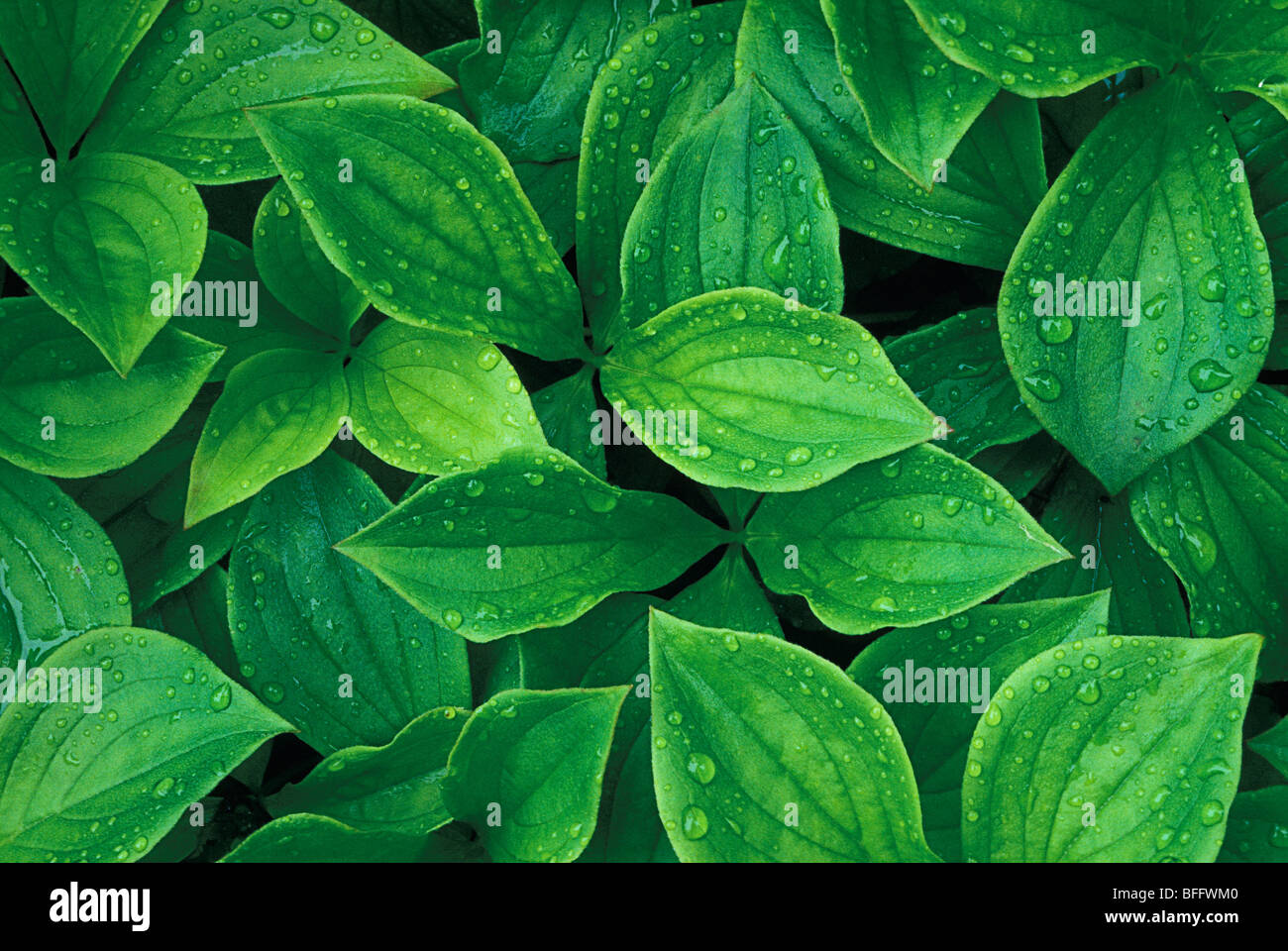 Bunchberries (Cornus canadensis ) in the spring, Kingston, New ...