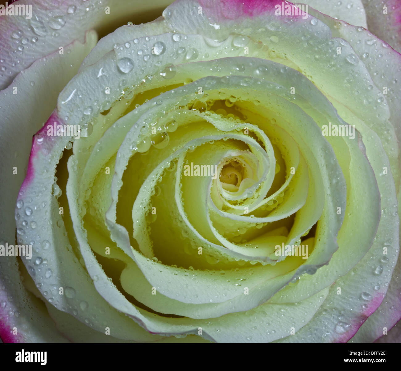 Blush coloured Rose Stock Photo - Alamy