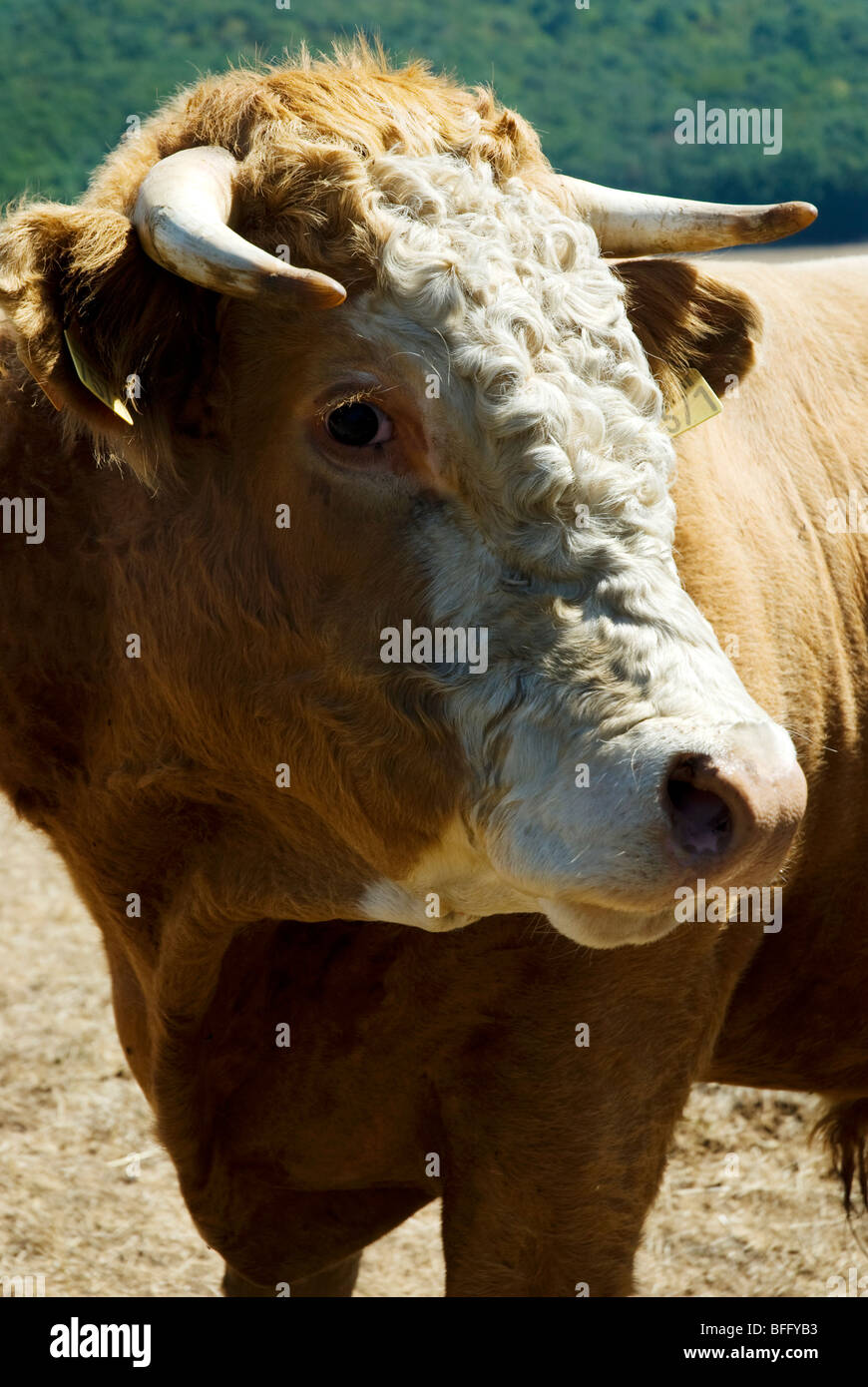 bull looking at camera Stock Photo - Alamy