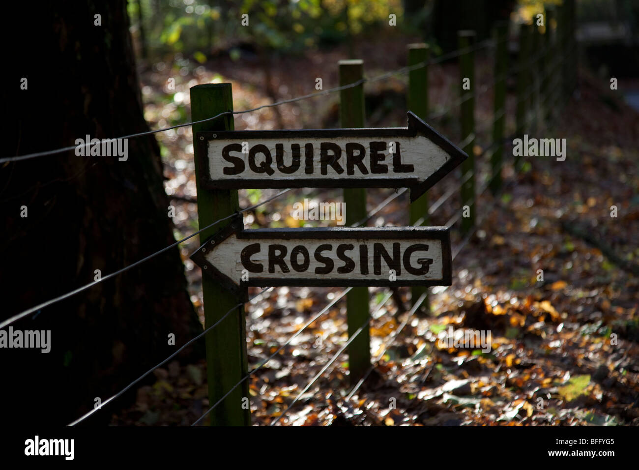 White squirrel crossing sign hi-res stock photography and images - Alamy