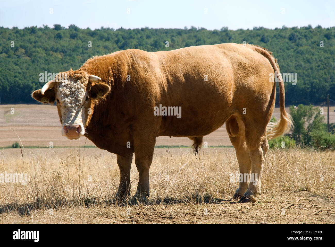 bull side view Stock Photo - Alamy