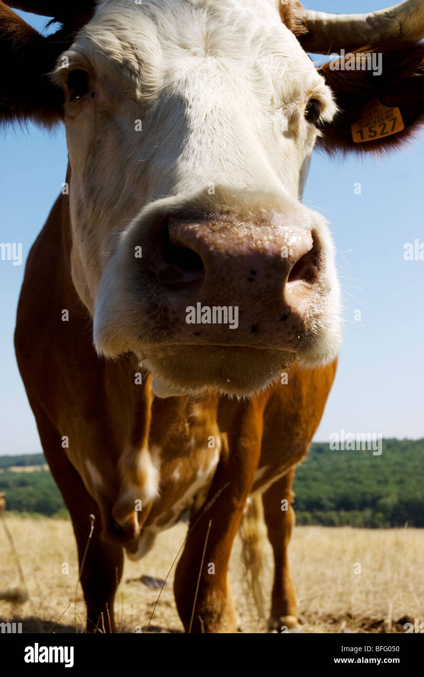 Cow head shot hi-res stock photography and images - Alamy