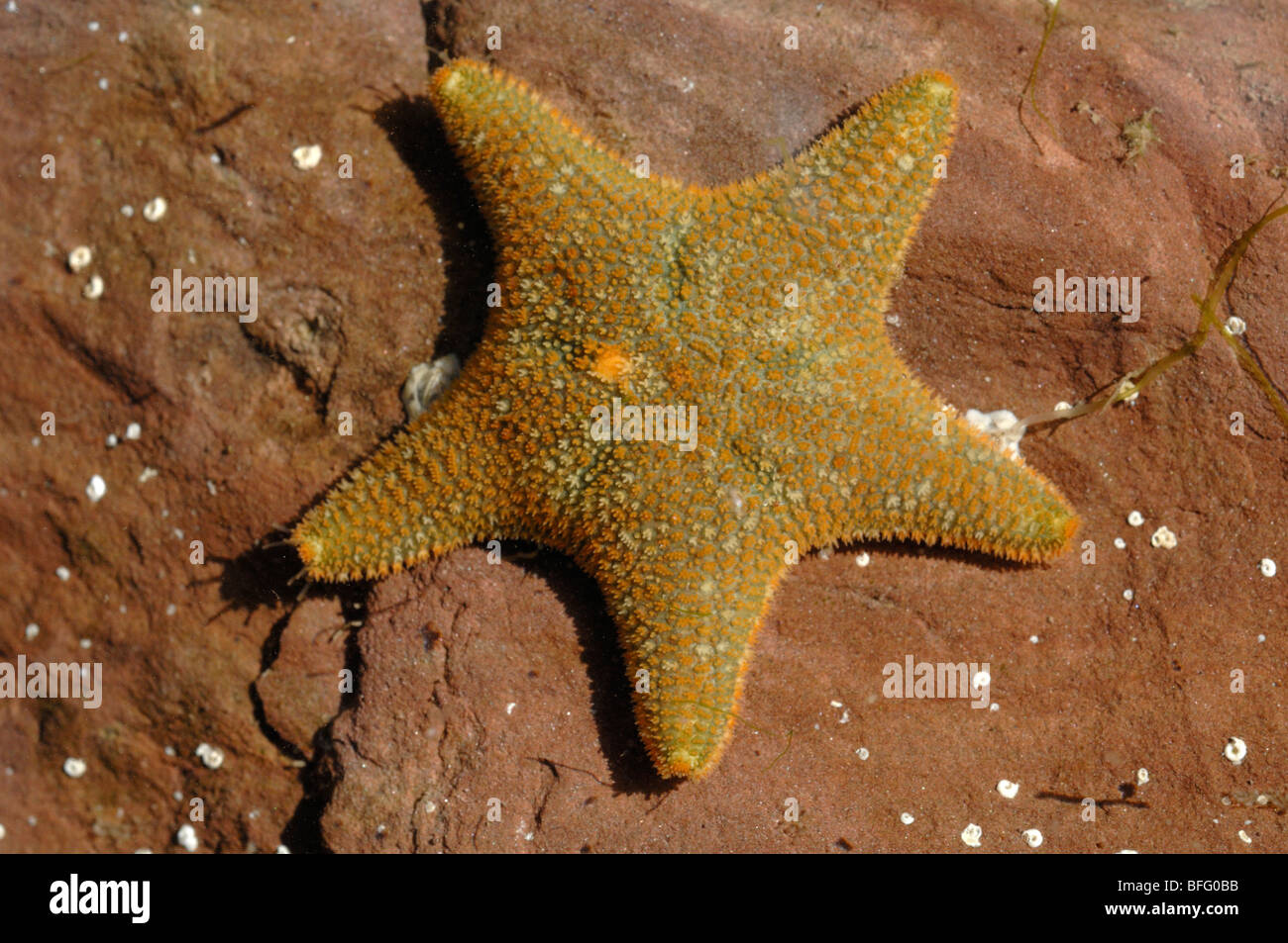 Common Cushion Star Asterina gibbosa Castle Bay, Dale, Pembrokeshire ...