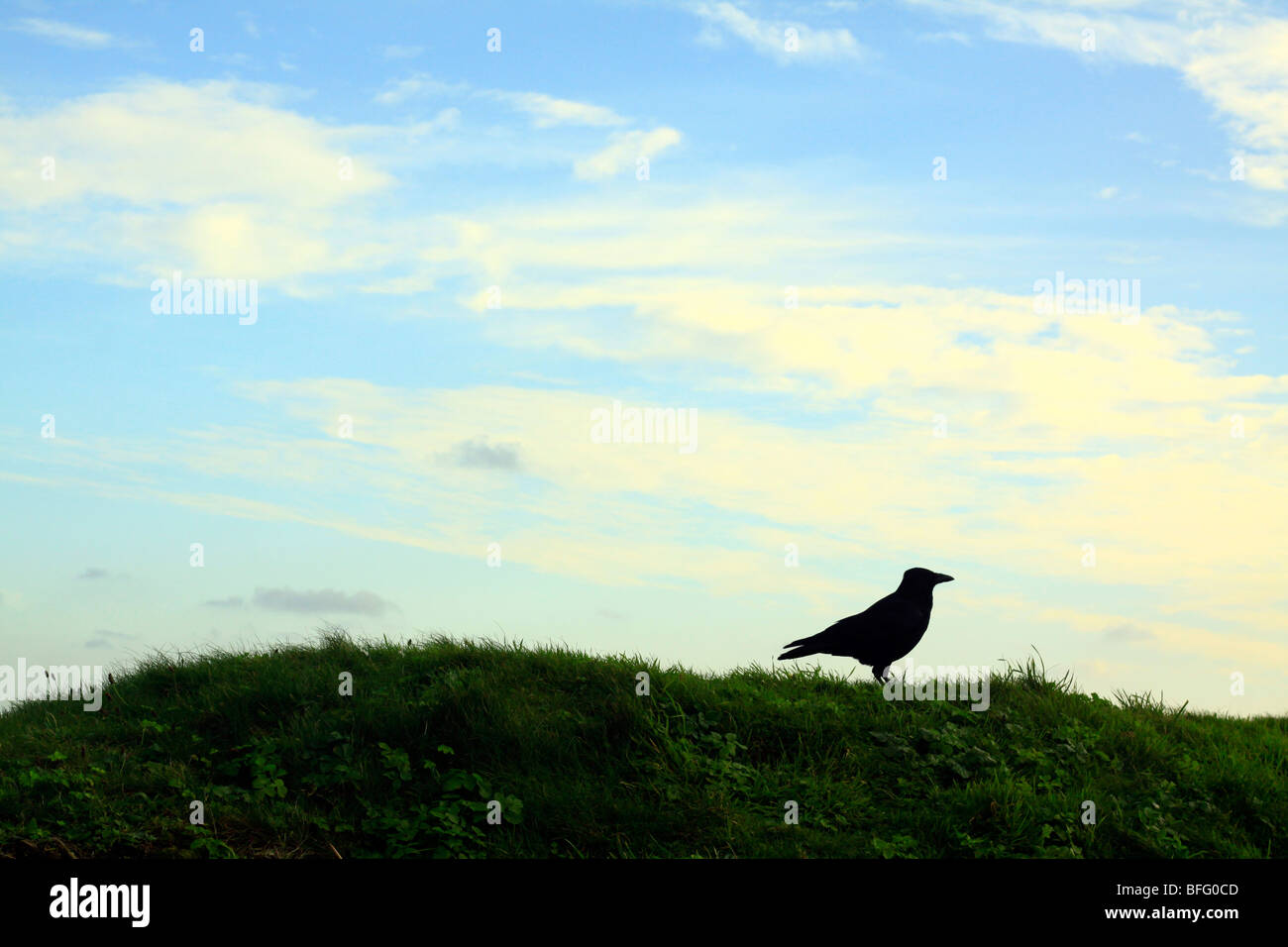 Crow with blue evening sky Stock Photo - Alamy