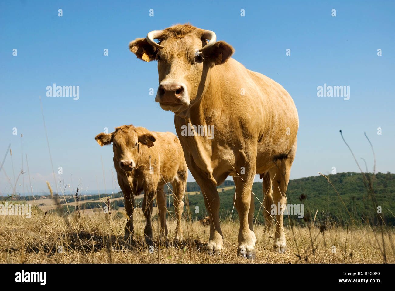 Cow and calf pair hi-res stock photography and images - Alamy