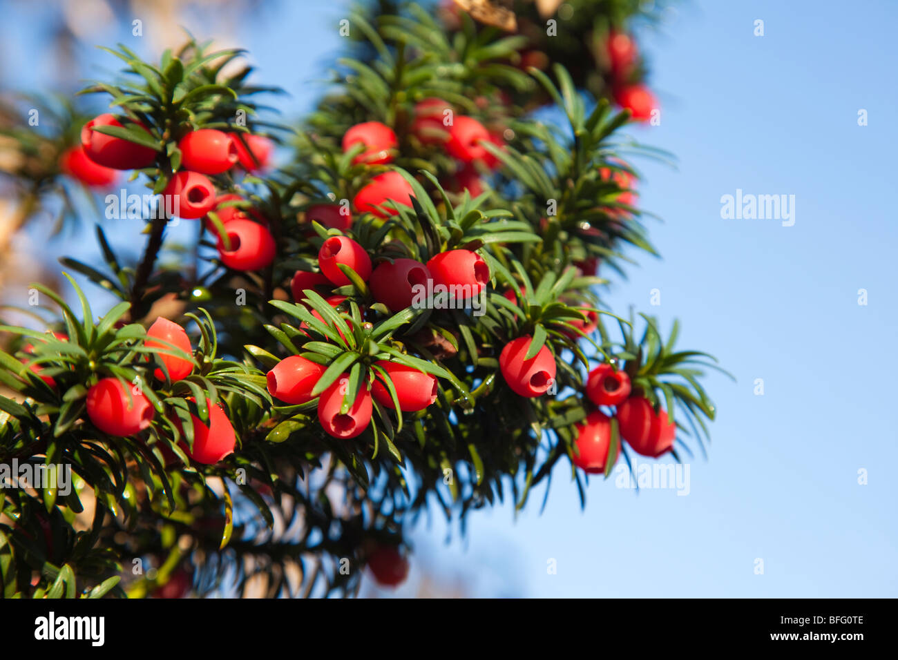 Uk fruits taxus baccata green hi-res stock photography and images - Alamy