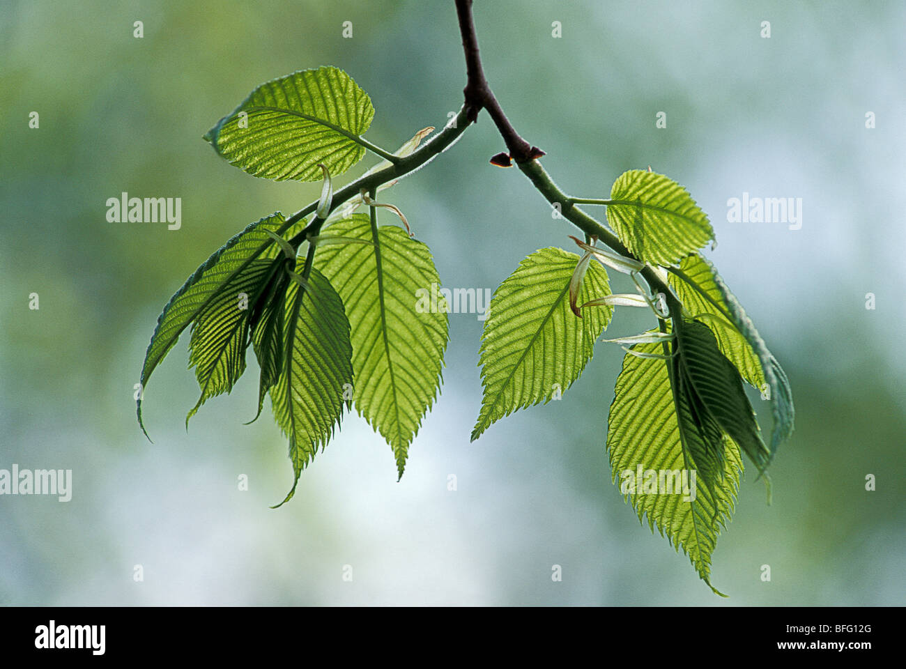 Elm leaves in spring hi-res stock photography and images - Alamy