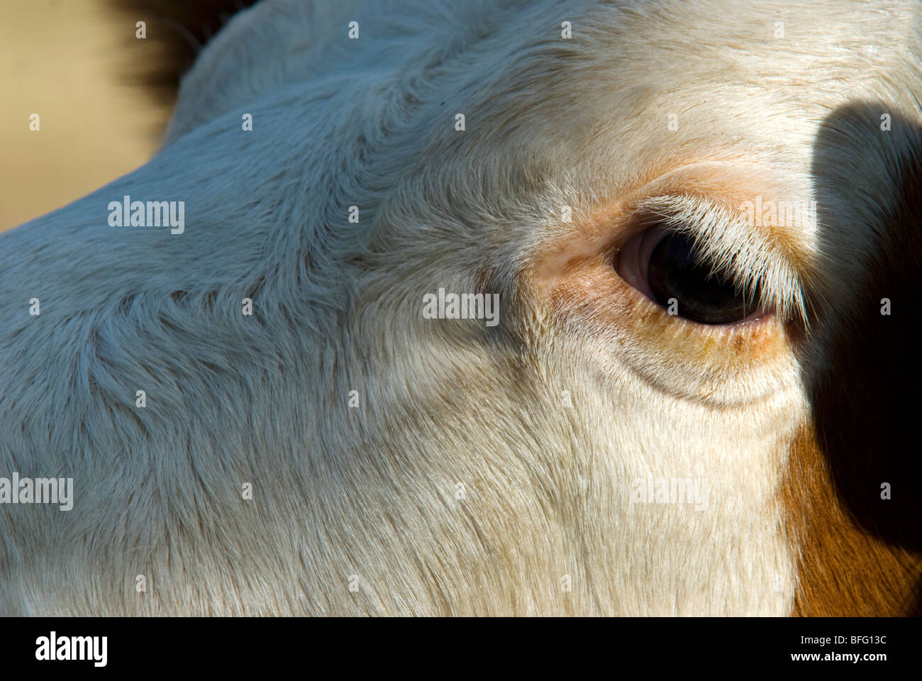 Cow Eyes Close Up