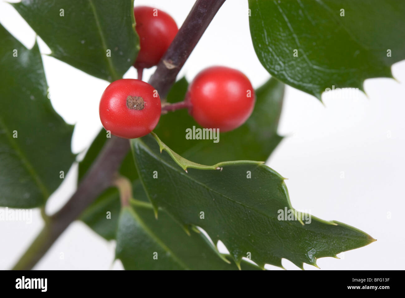 red holly berries Stock Photo - Alamy
