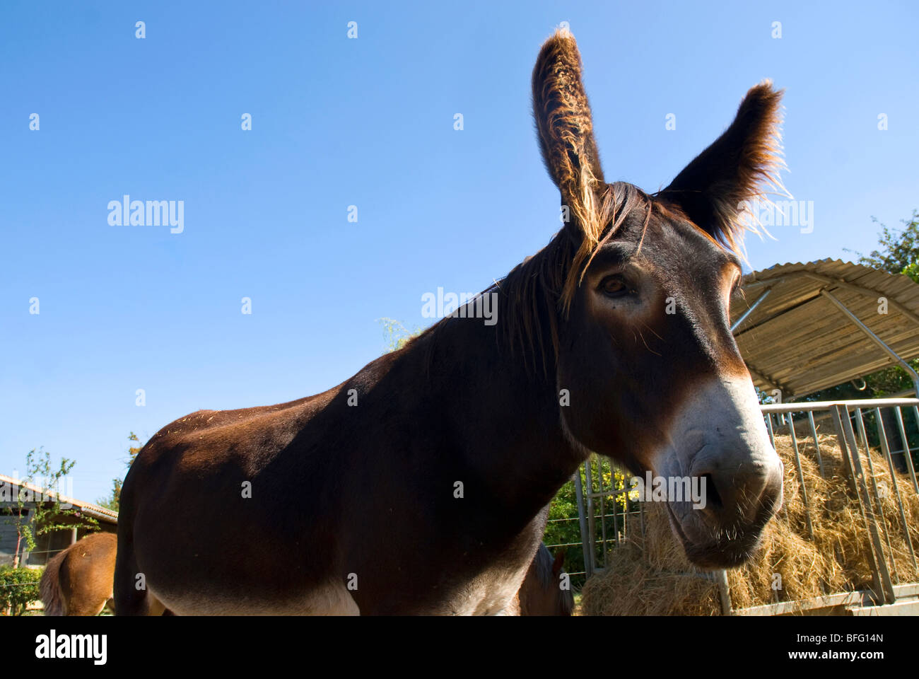 Donkey side view hi-res stock photography and images - Alamy