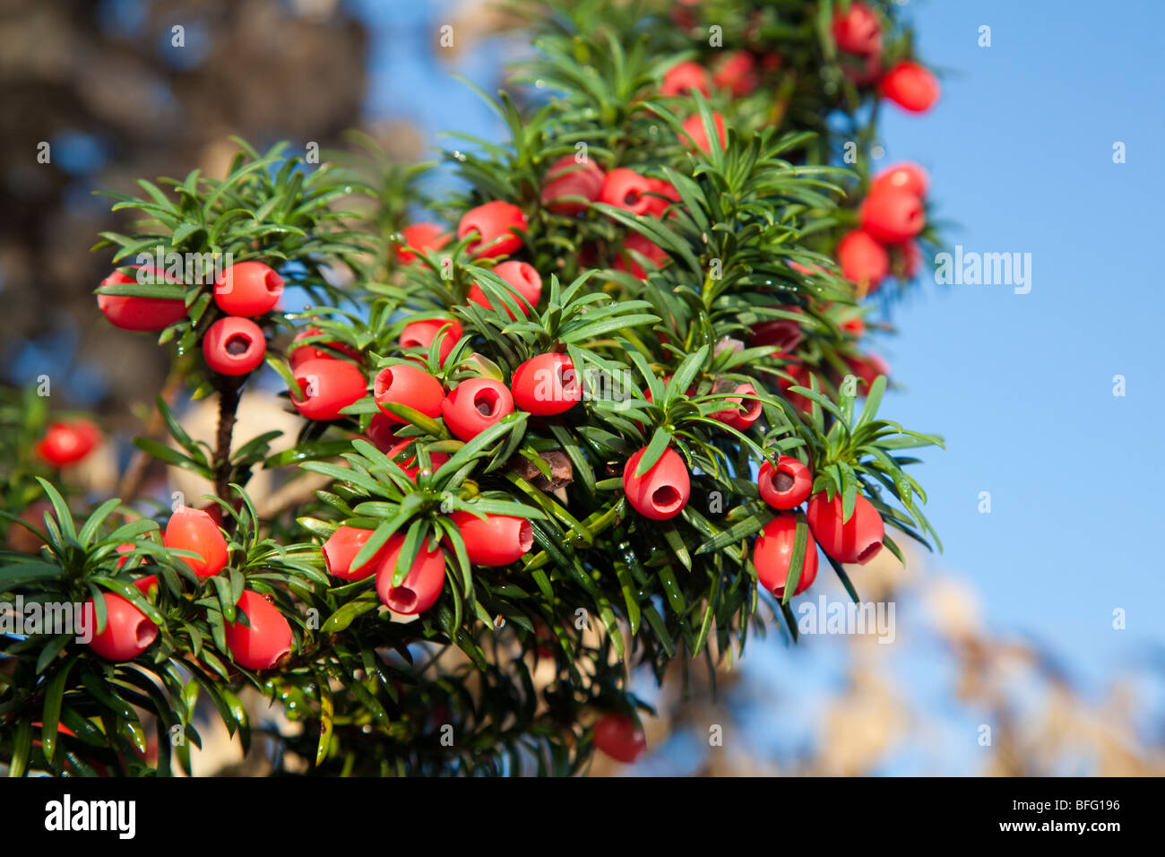 Uk fruits taxus baccata green hi-res stock photography and images - Alamy