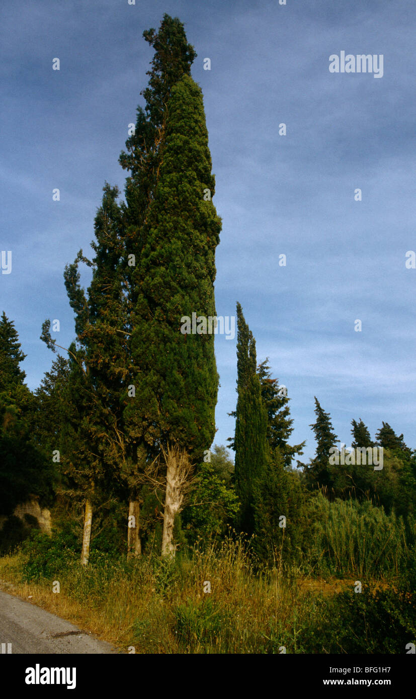 Corfu Greece Cypress Trees Stock Photo - Alamy