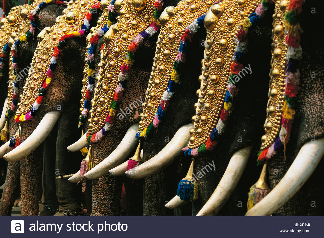 Kerala Animals Stock Photos & Kerala Animals Stock Images - Alamy