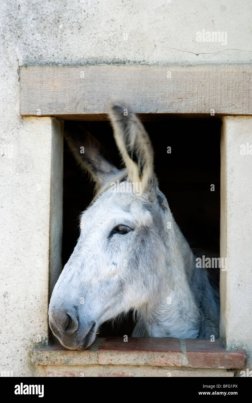 Inquisitive donkey hi-res stock photography and images - Alamy