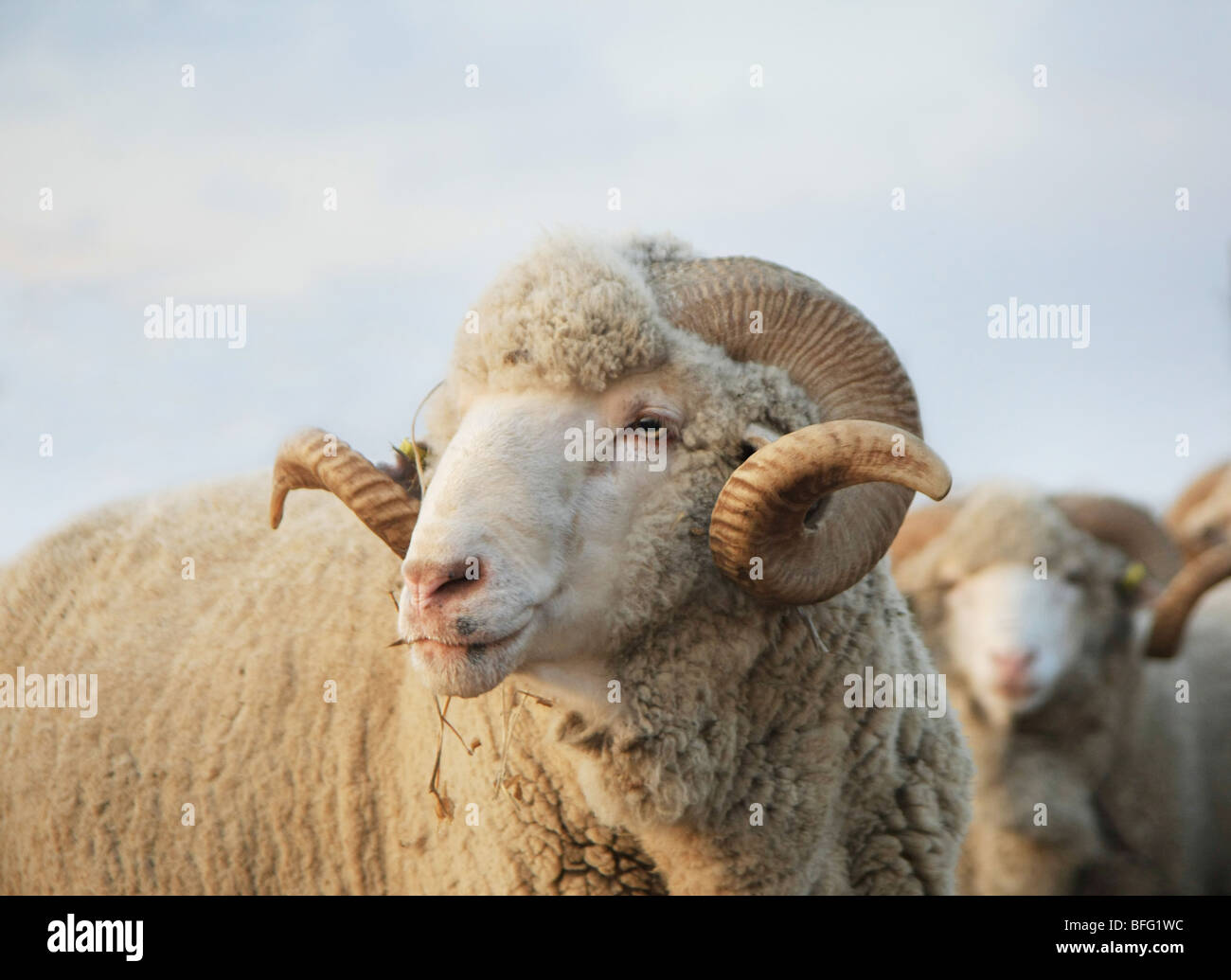 Close-up sheep. Sheep looking at the camera Stock Photo - Alamy
