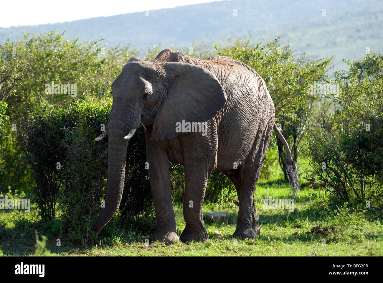 Only grass kenya hi-res stock photography and images - Alamy