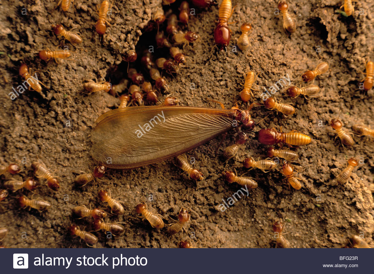 Pterygota Stock Photos & Pterygota Stock Images - Alamy