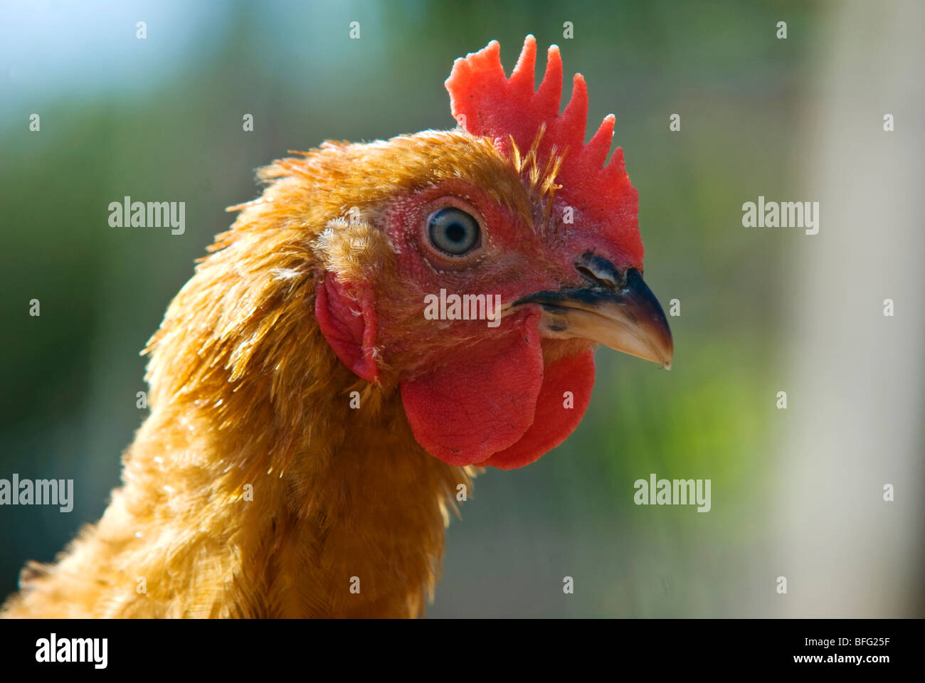 chicken portrait, france Stock Photo - Alamy