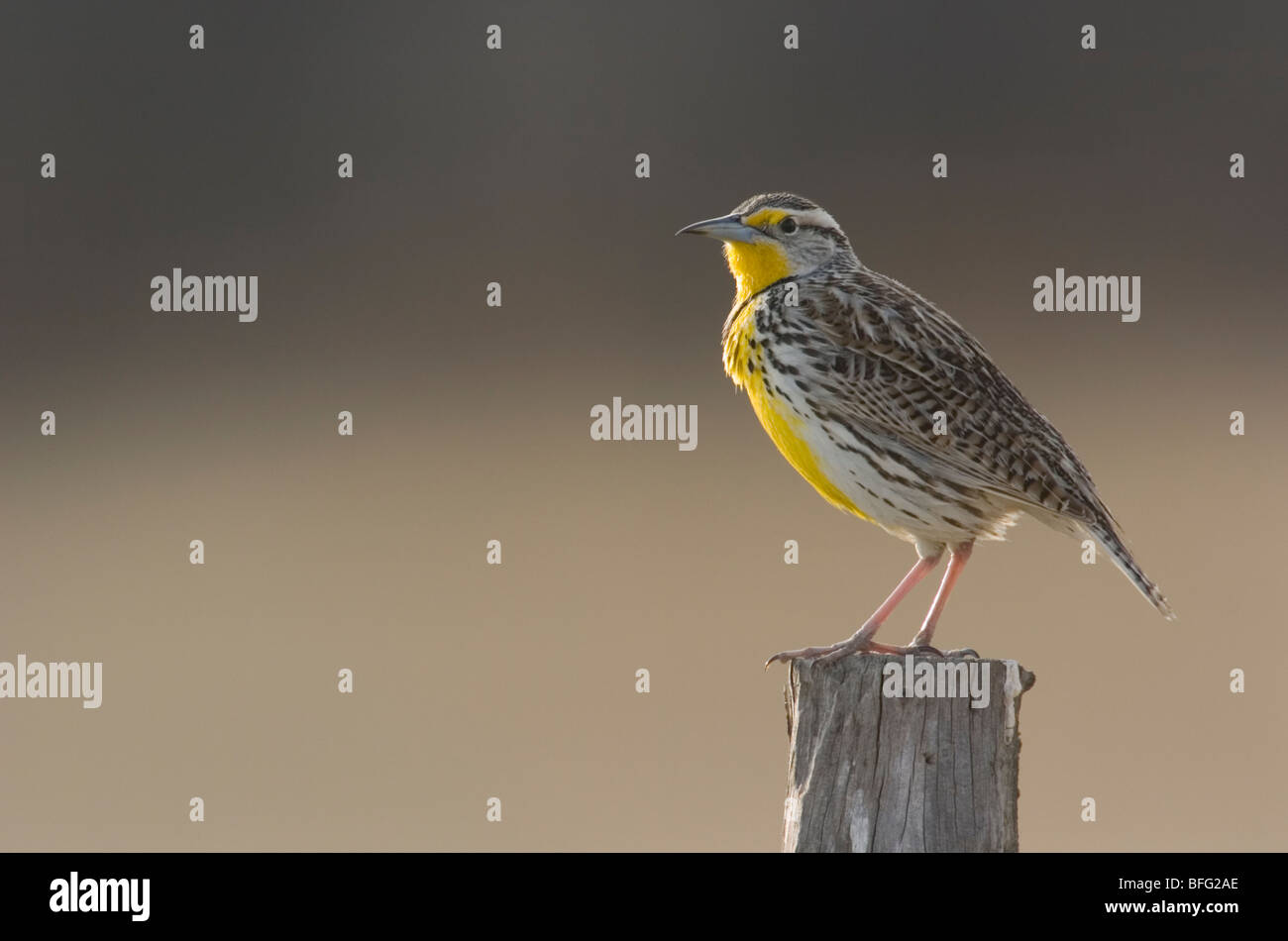 Western Meadowlark (Sturnella neglecta) Saskatchewan, Canada Stock ...