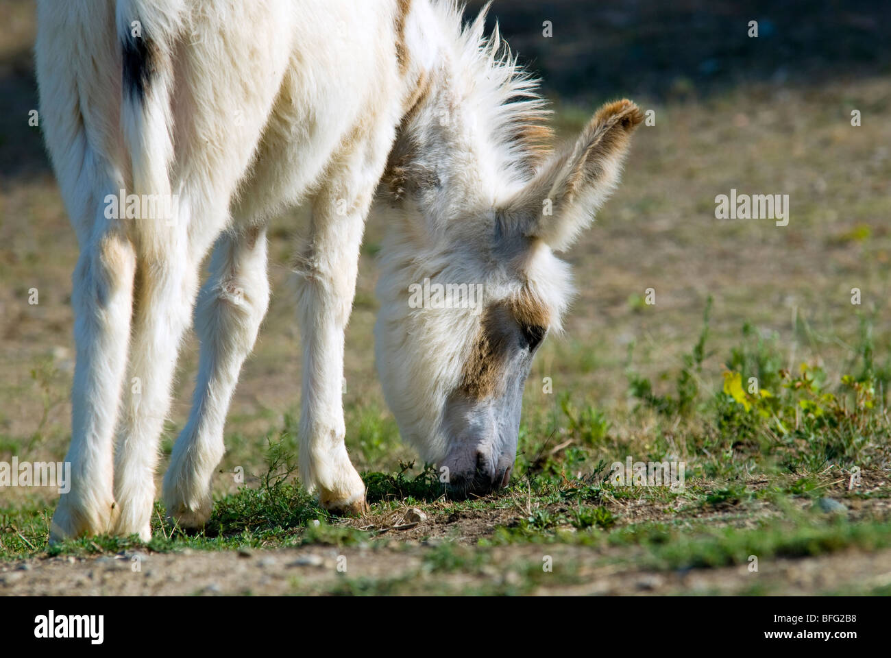 Air donkey hi-res stock photography and images - Alamy