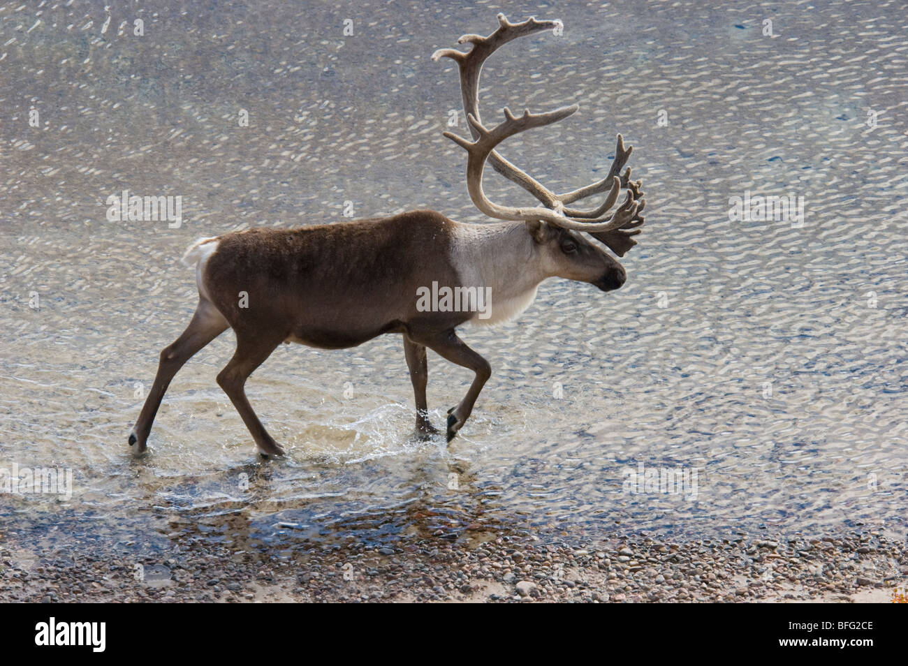 Barren Ground Caribou Canada High Resolution Stock Photography and ...