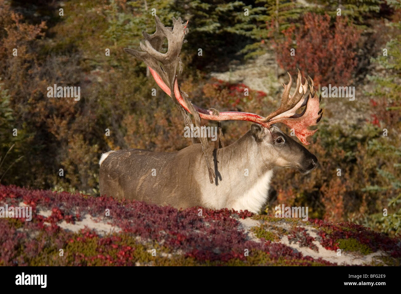 Barren-ground Caribou bull shedding velvet, Rangifer tarandus ...