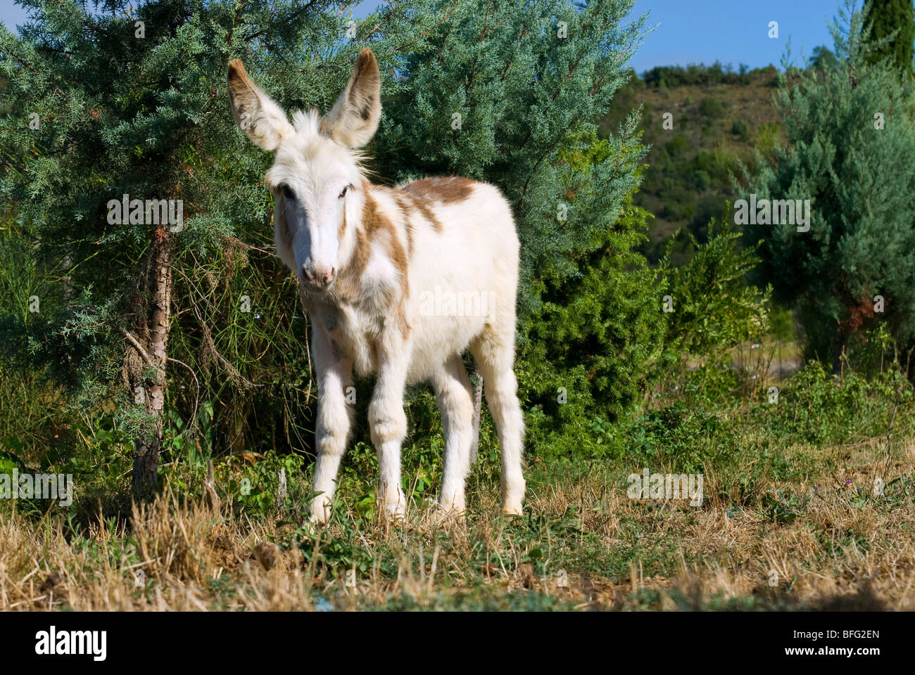 Air donkey hi-res stock photography and images - Alamy
