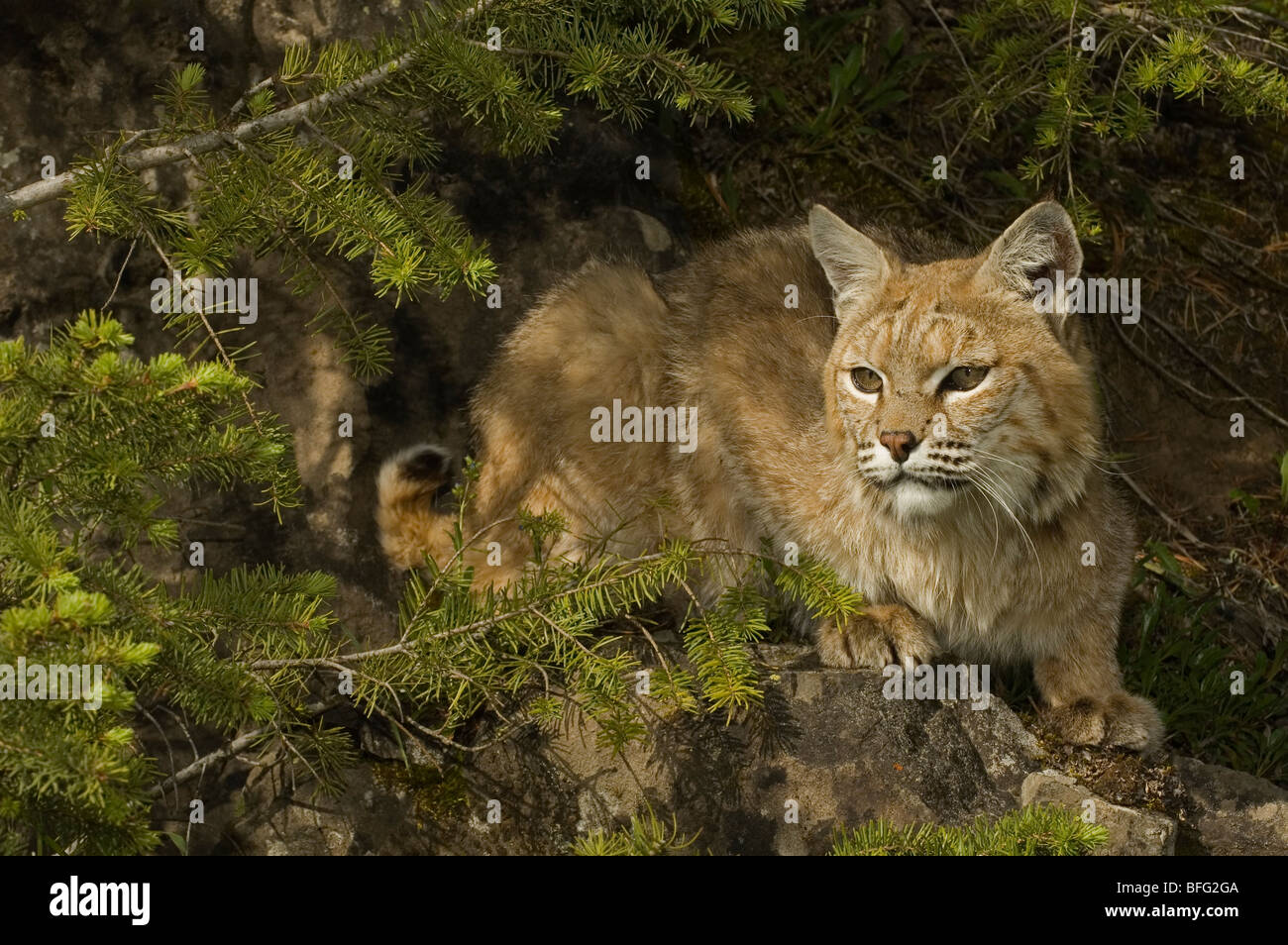 Bobcat (Felis rufus) in mountain forest, Montana, USA Stock Photo - Alamy