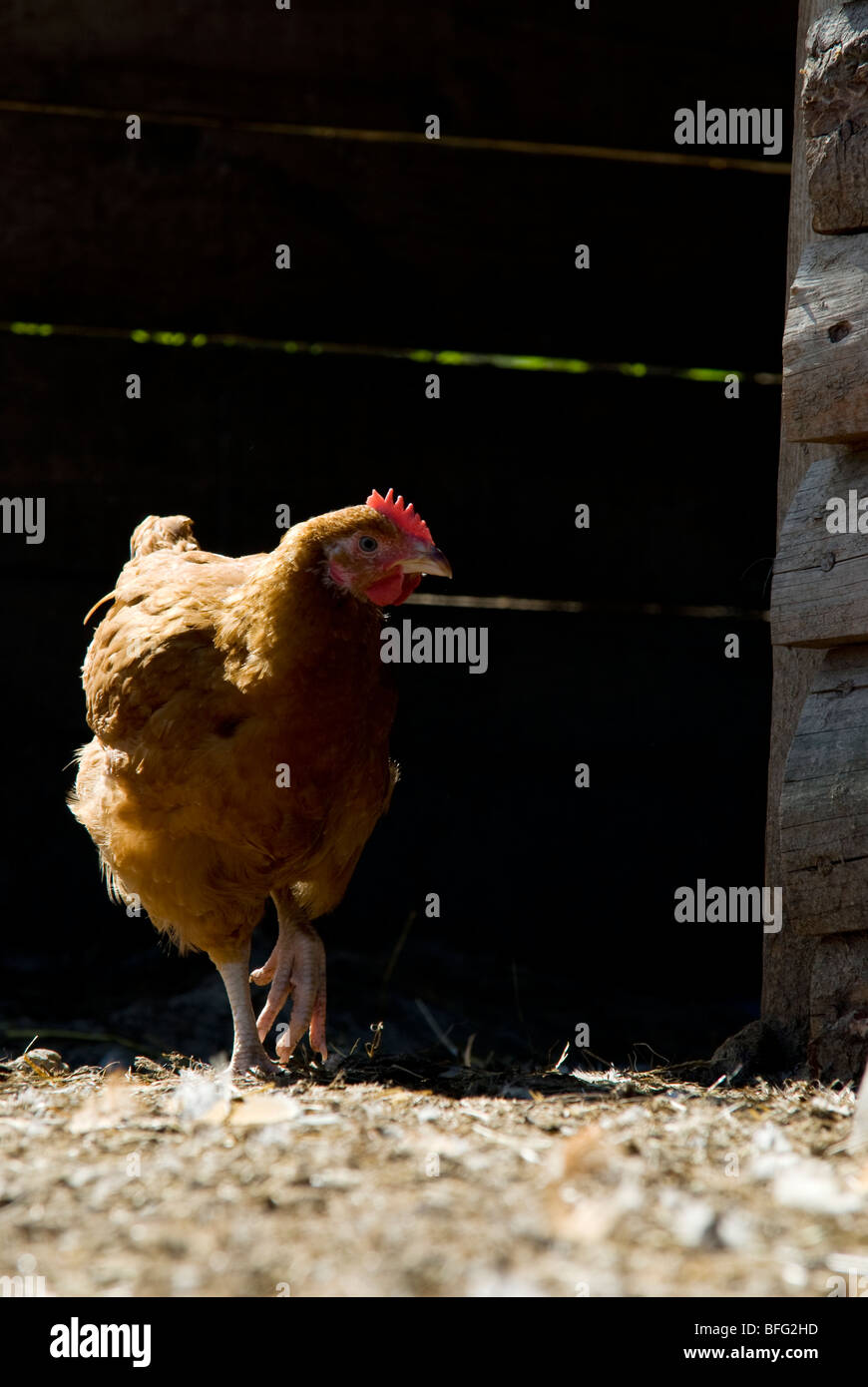 Hen stable hi-res stock photography and images - Alamy