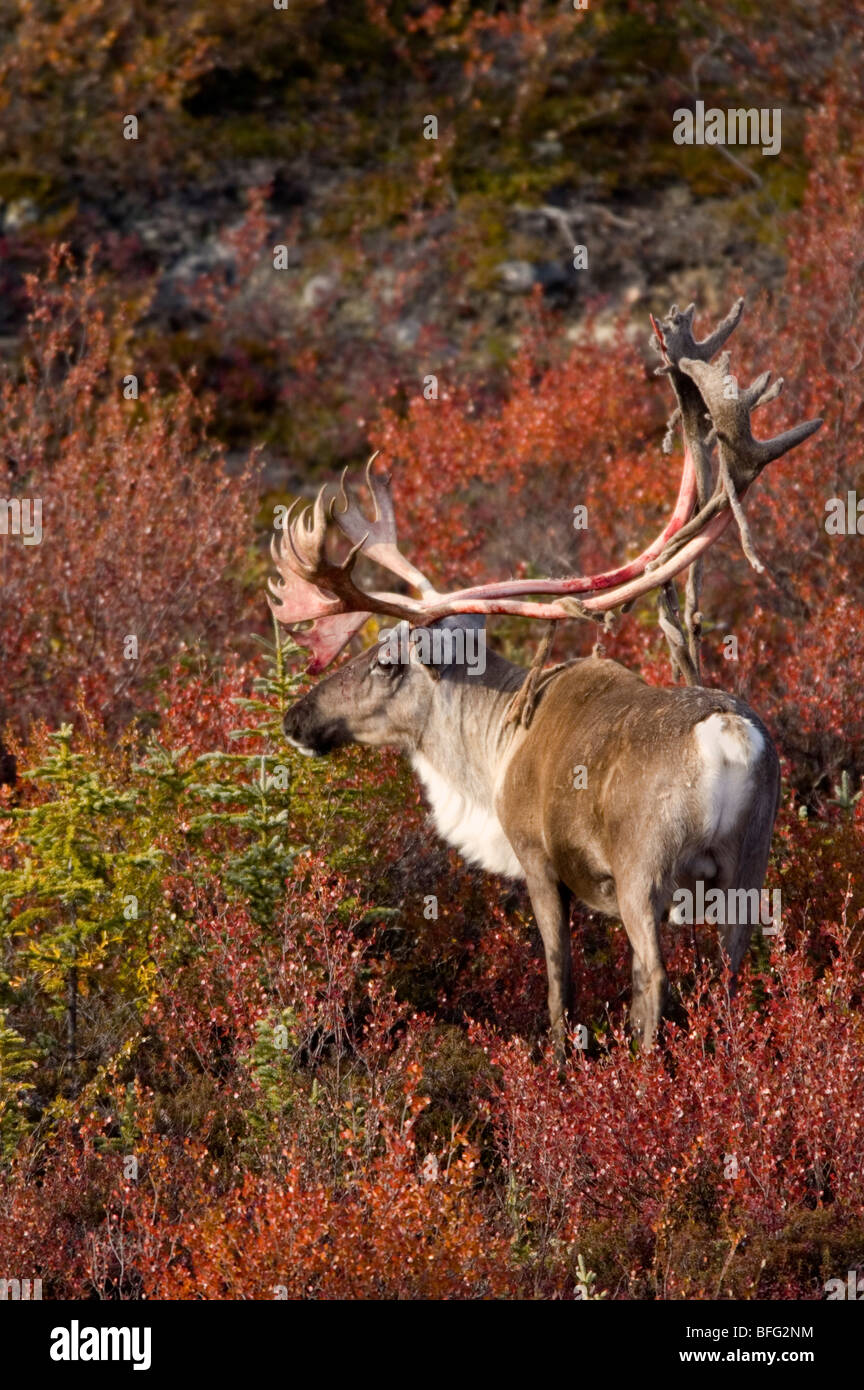 Barren-ground Caribou, Rangifer tarandus groenlandicus. Near Whitefish ...