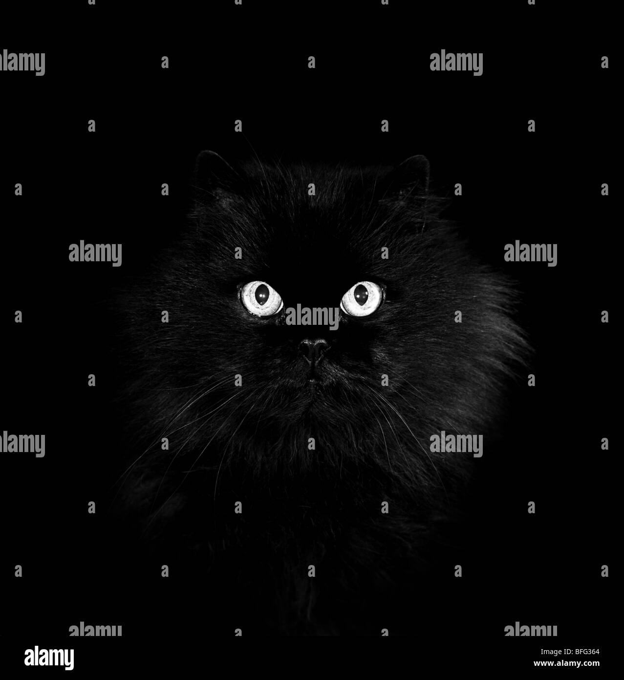 Staring scary eyes hi-res stock photography and images - Alamy