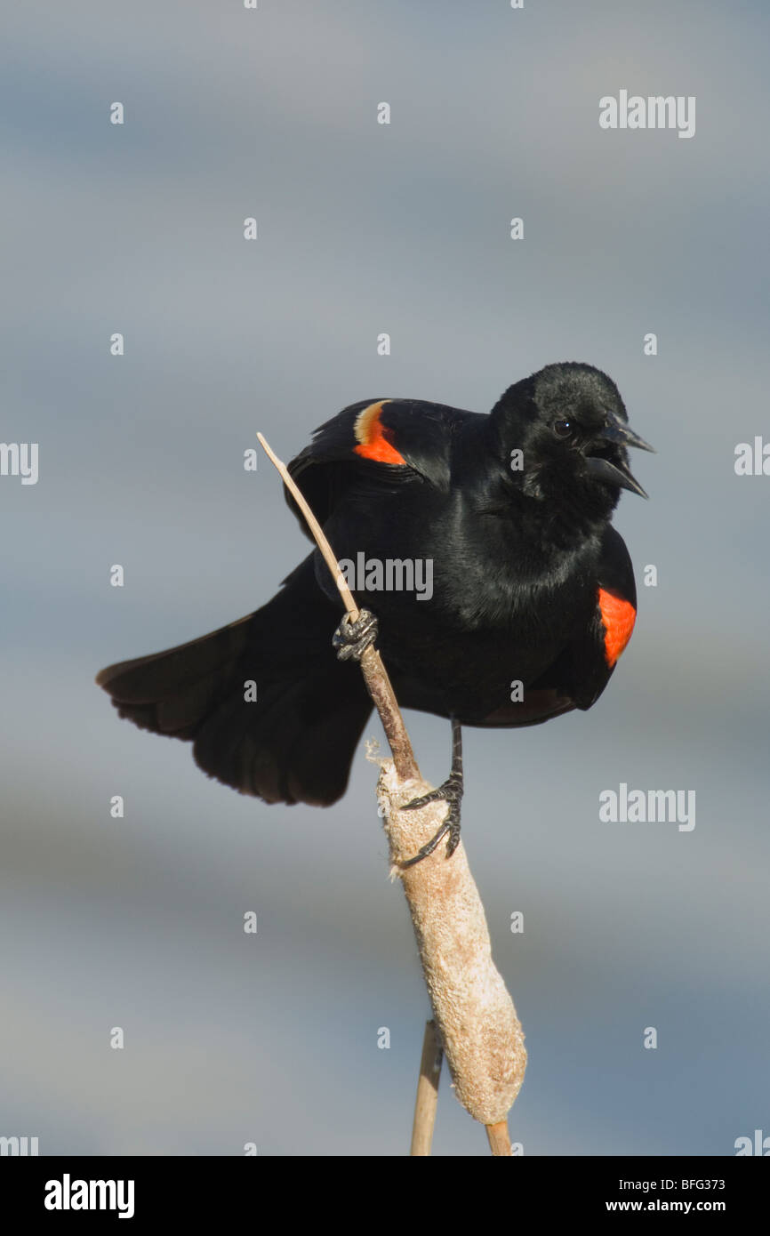 Tweeting bird hi-res stock photography and images - Alamy