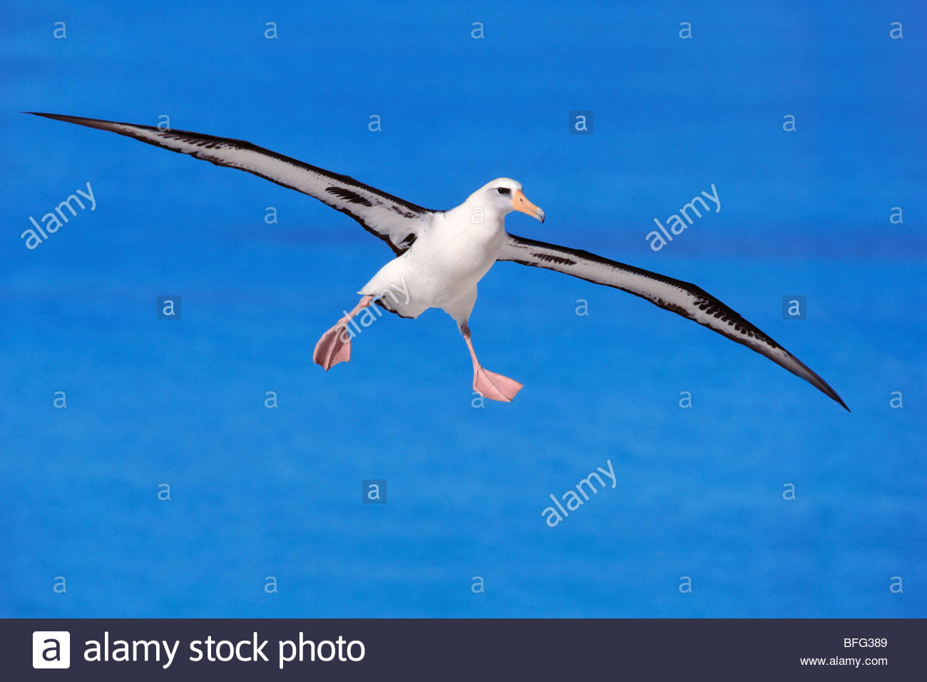 Midway Atoll High Resolution Stock Photography and Images - Alamy