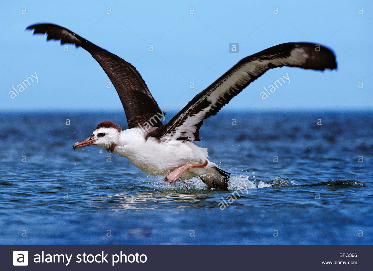 Laysan Albatross Stock Photos & Laysan Albatross Stock Images - Alamy