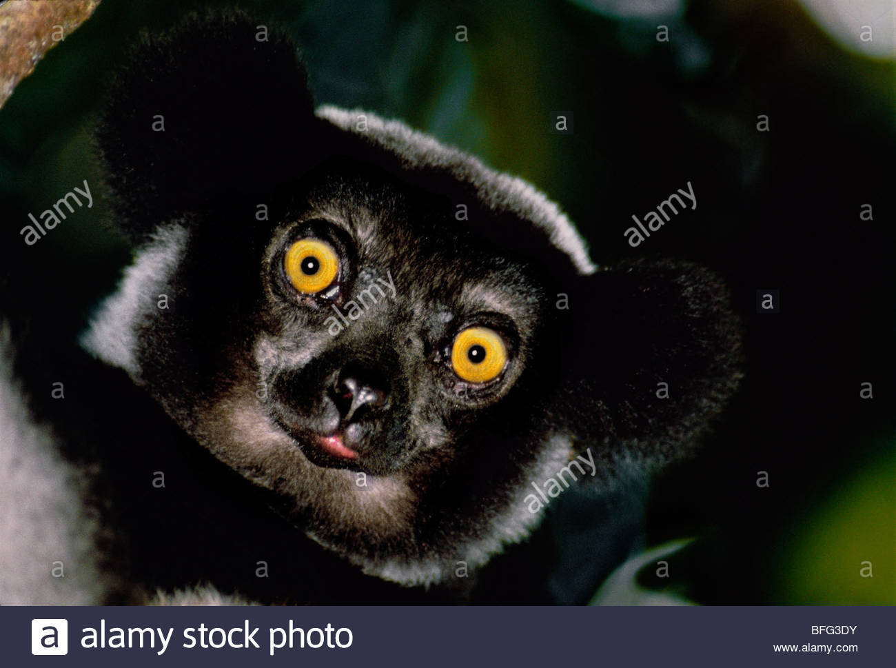 Indri Indri Stock Photos & Indri Indri Stock Images - Alamy