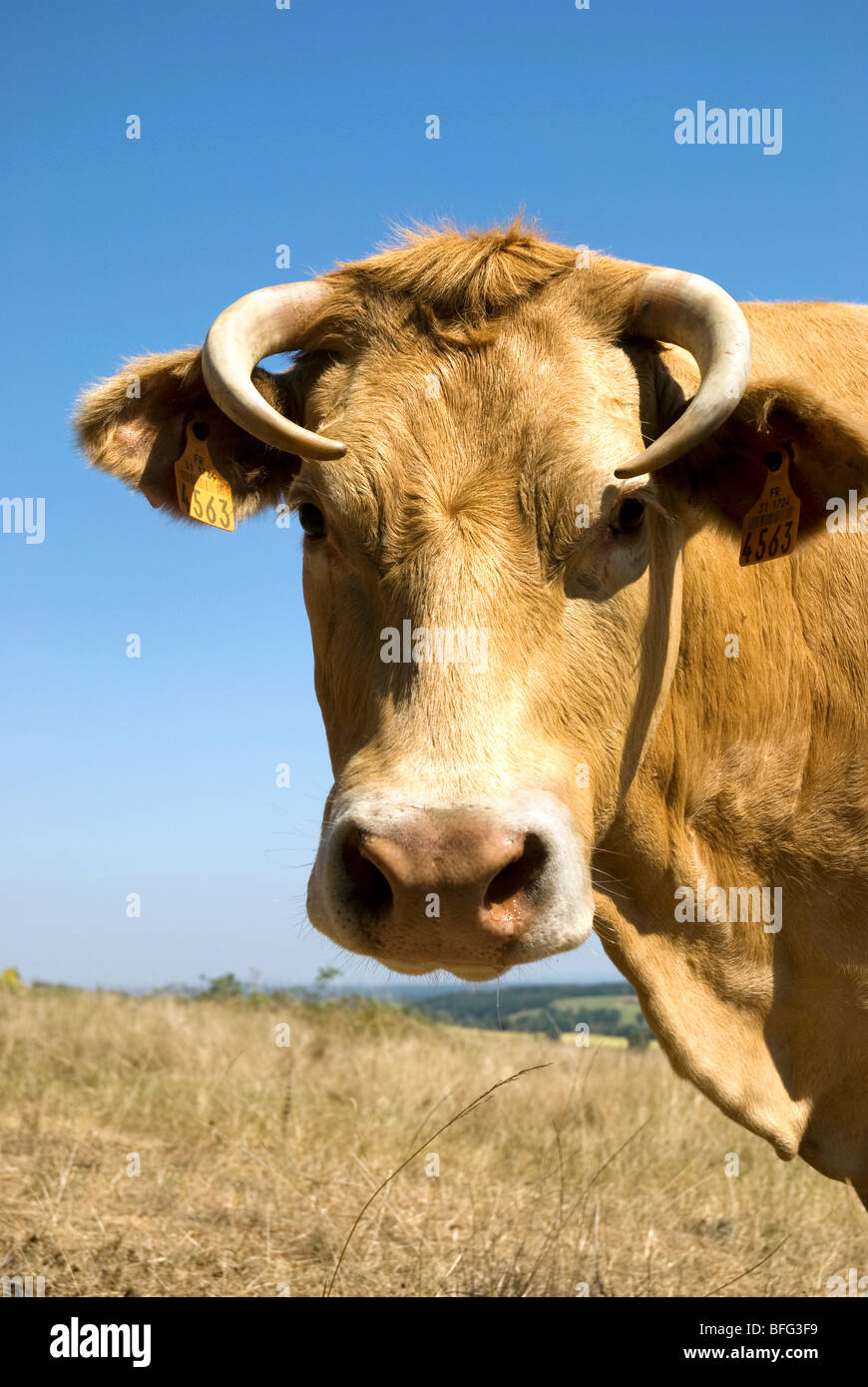 Cow head shot hi-res stock photography and images - Alamy