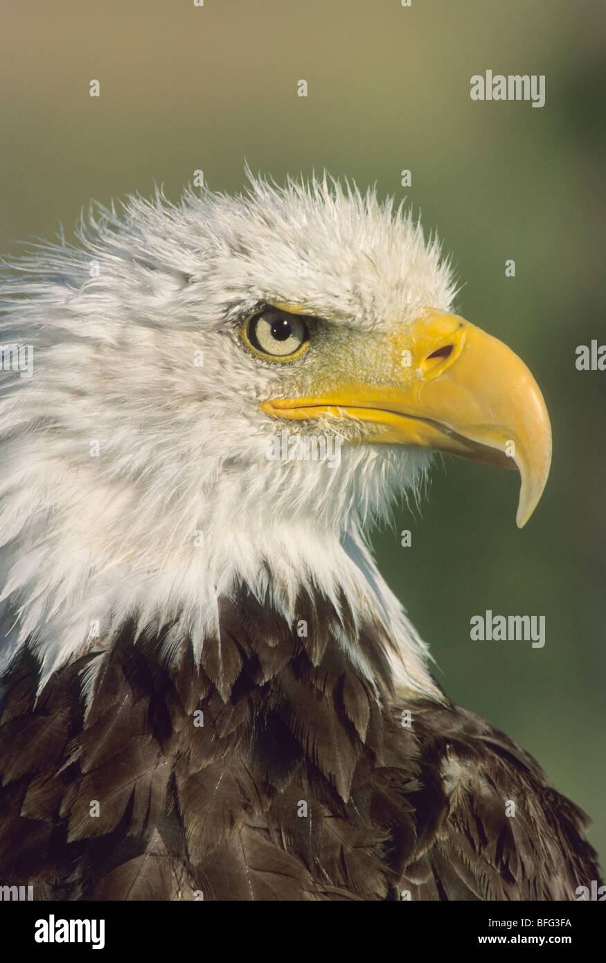 Bald eagle (Haliaeetus leucocephalus) Portrait Stock Photo - Alamy