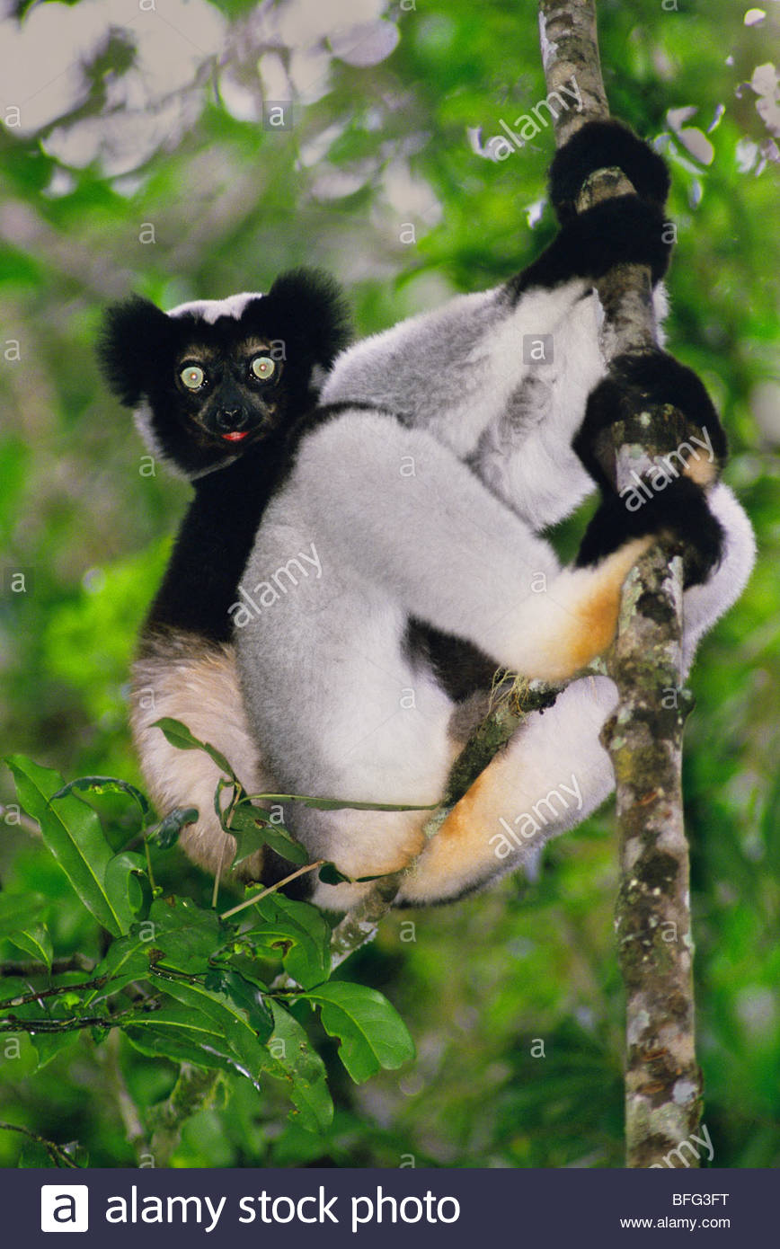 Indri Andasibe Stock Photos & Indri Andasibe Stock Images - Alamy