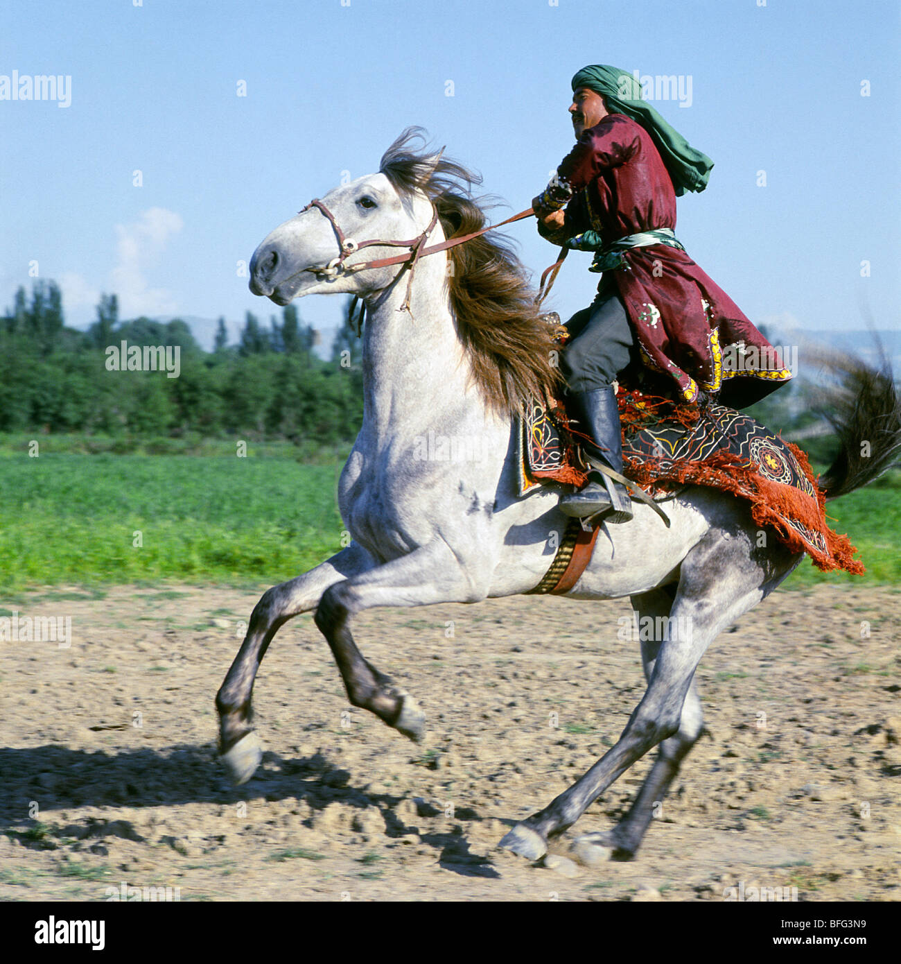 Lokai horse hi-res stock photography and images - Alamy