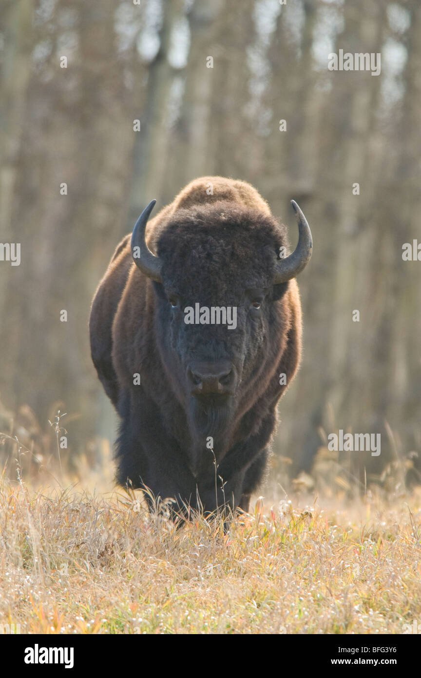Plains bison, Elk Island National Park, Alberta, Canada Stock Photo - Alamy Plains bison, Elk Island National Park, Alberta, Canada Stock Photo - Alamy