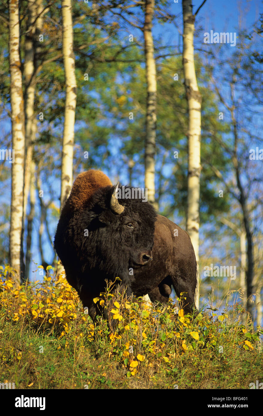 Plains bison, Elk Island National Park, Alberta, Canada Stock Photo - Alamy