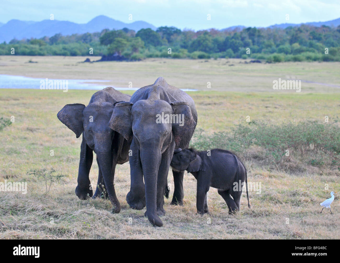 Minneriya National Wildlife Park, Sri Lanka, safari at Minneriya ...
