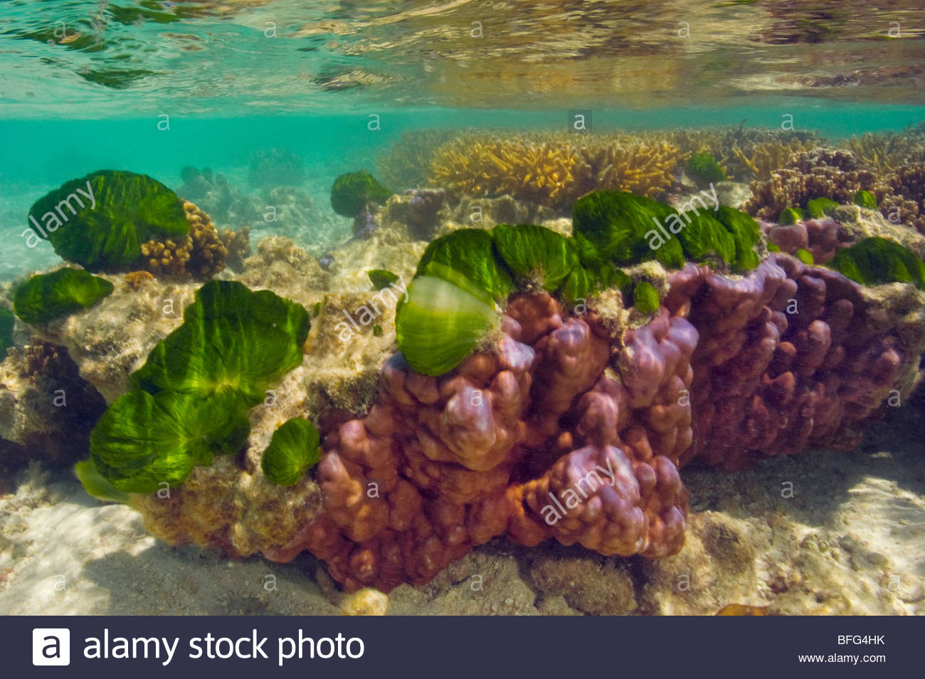 Great Barri Stock Photos & Great Barri Stock Images - Alamy