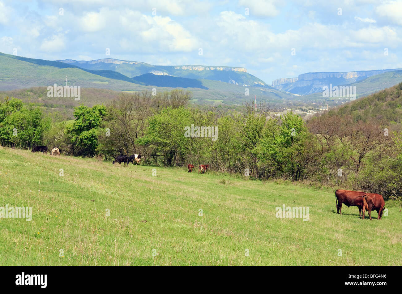 cow herd on mountain hill near village Stock Photo - Alamy