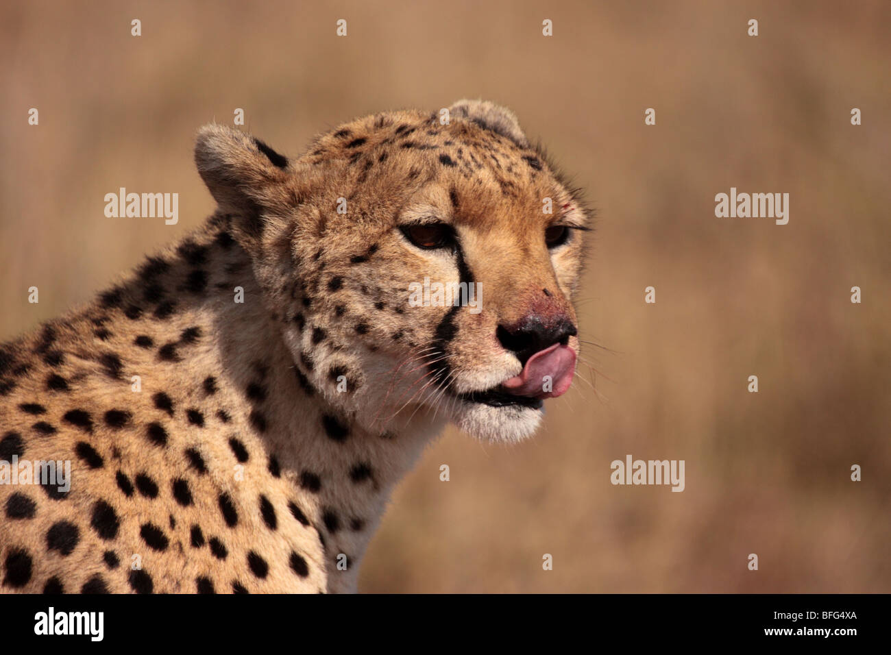 Cheetah tongue hi-res stock photography and images - Alamy
